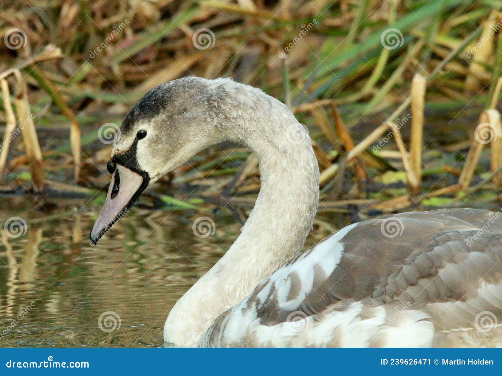 Female Swan on the Water Facing To the Left Stock Image - Image of ...