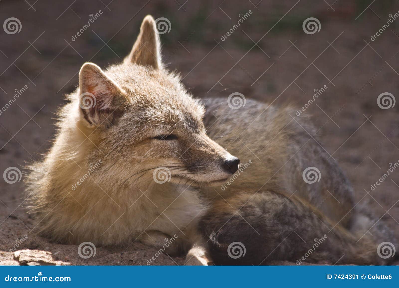 Female swift fox stock image. Image of brown, island, alberta - 7424391