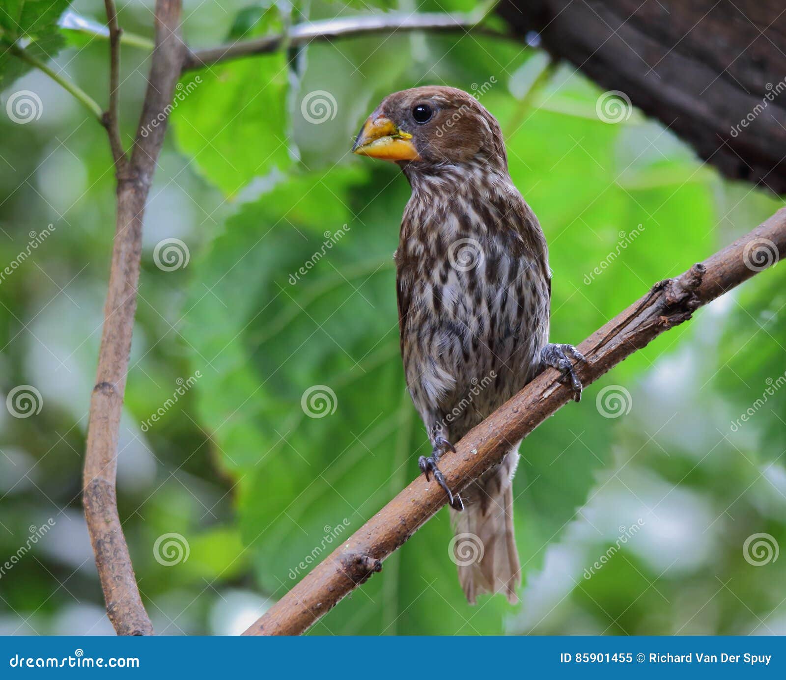 Female Thick-billed Weaver stock image. Image of outdoors - 85901455