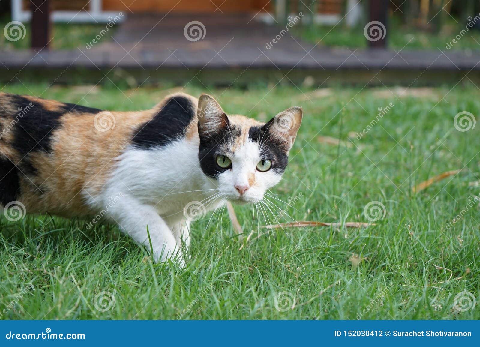 Female Three Colour Orange, White, Black on Its Wool is Stare and Stand ...