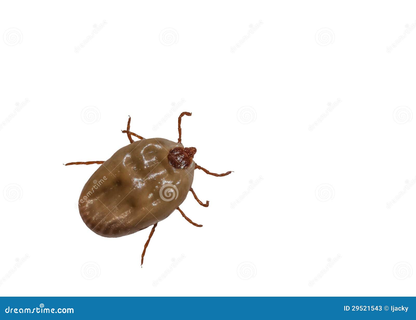 Tick. Female Tick On The Tortoise, Greek Tortoise, Turtle. Parasites ...