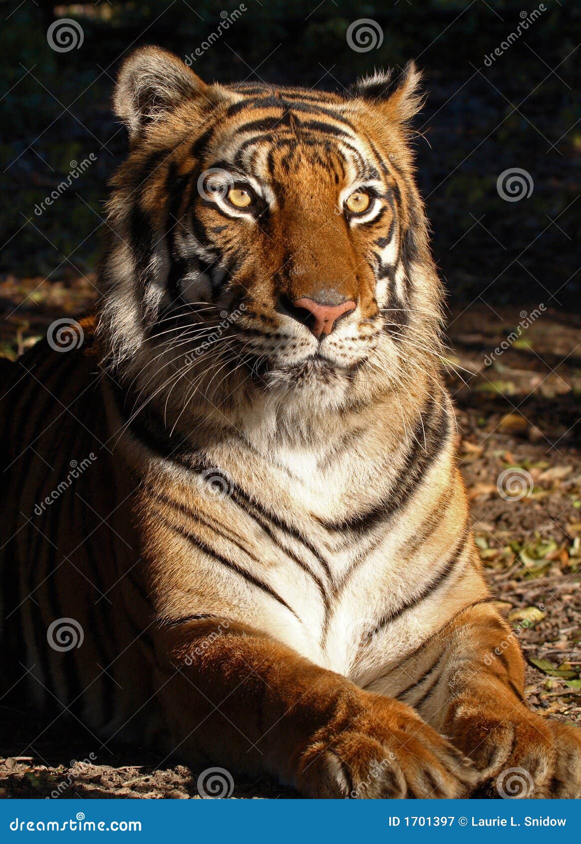 Female Tiger Picture. Image: 1701397
