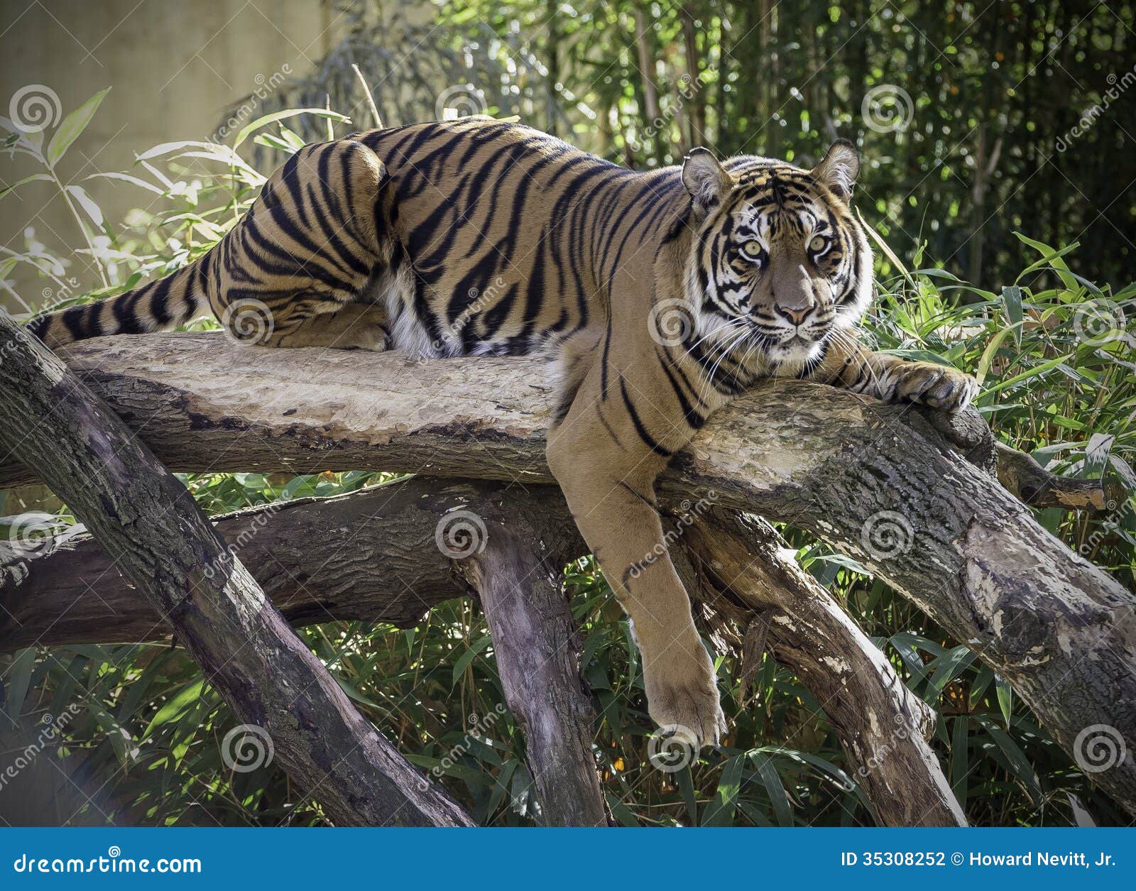Female Tiger Swallowtail Butterfly Royalty-Free Stock Photography ...