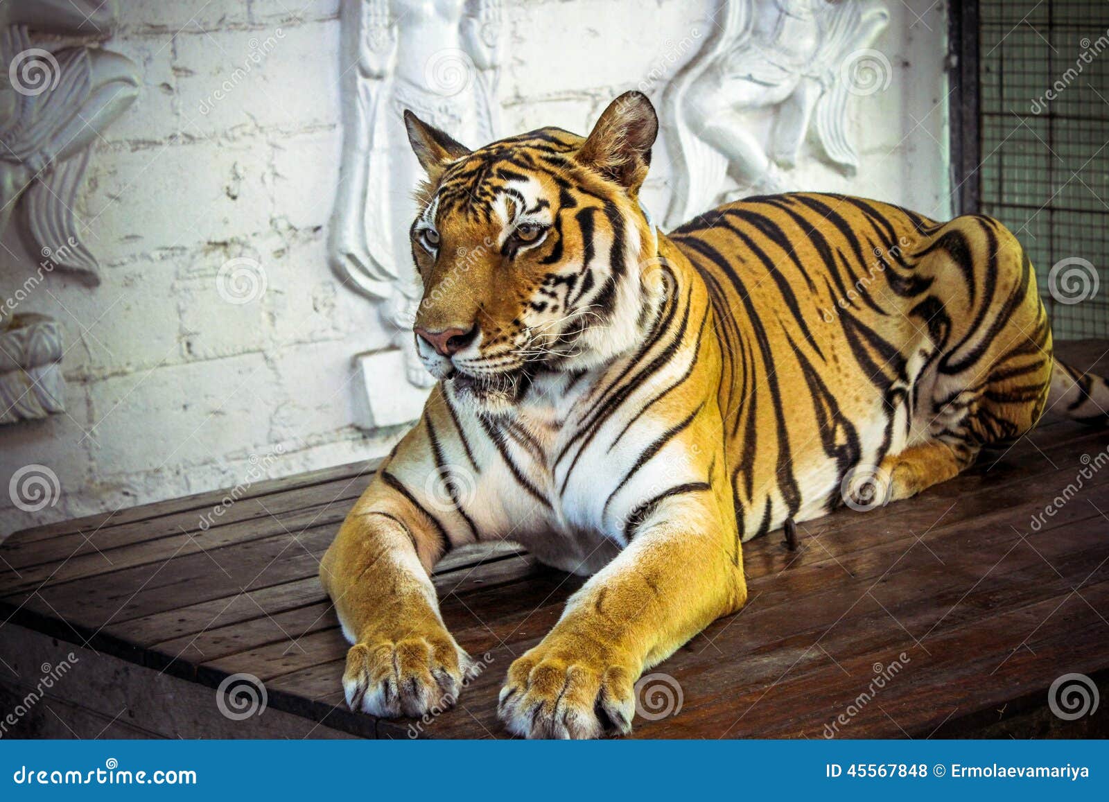 Female Tiger Sitting on the Table and Posing for Stock Photo - Image of ...