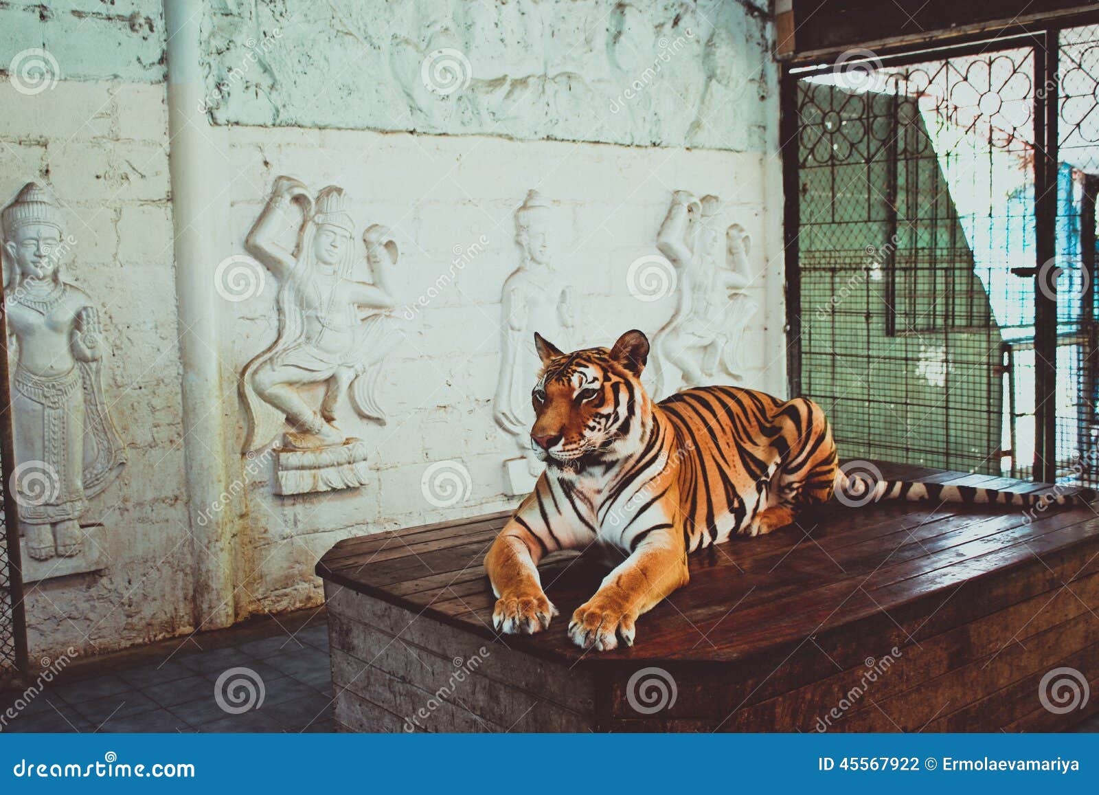 Female Tiger Sitting on the Table and Posing for Stock Photo - Image of ...