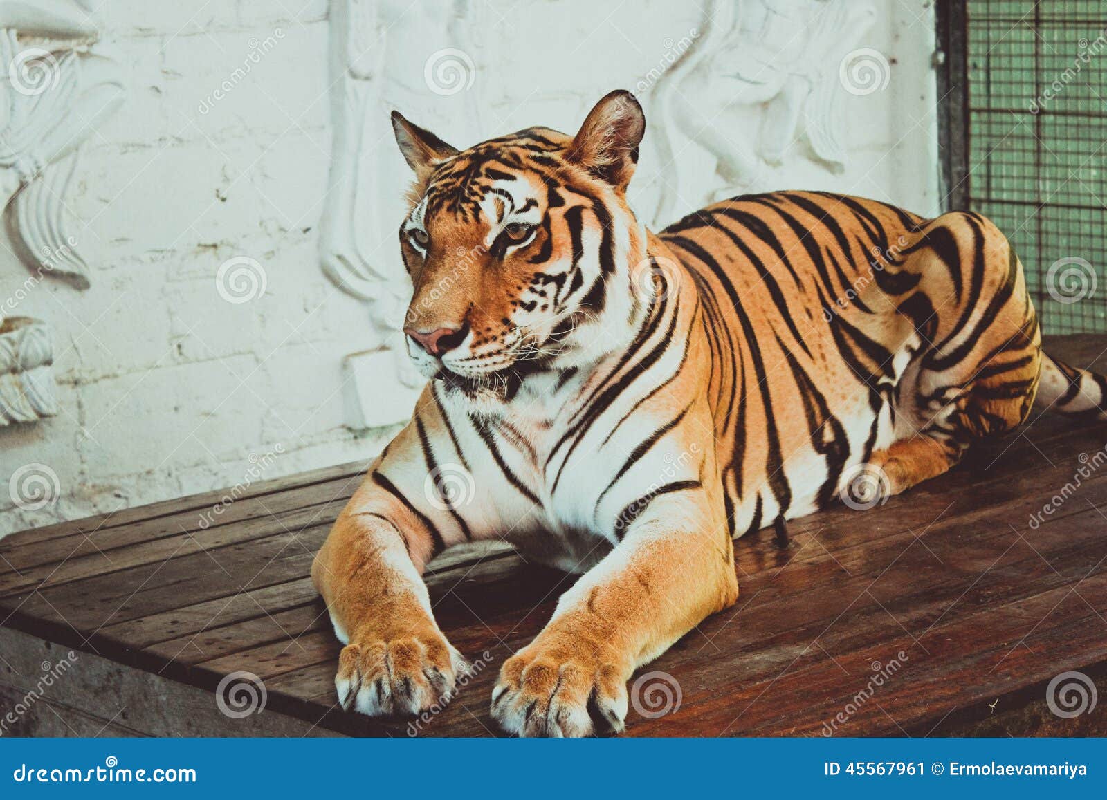 Female Tiger Sitting on the Table and Posing for Stock Image - Image of ...