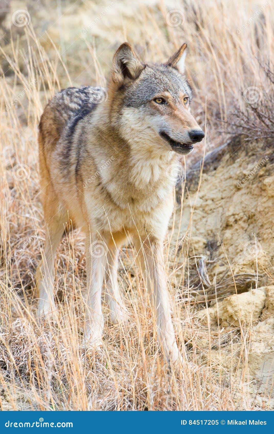 Female Timber Wolf Portrait Stock Image - Image of wildlife, lupus ...