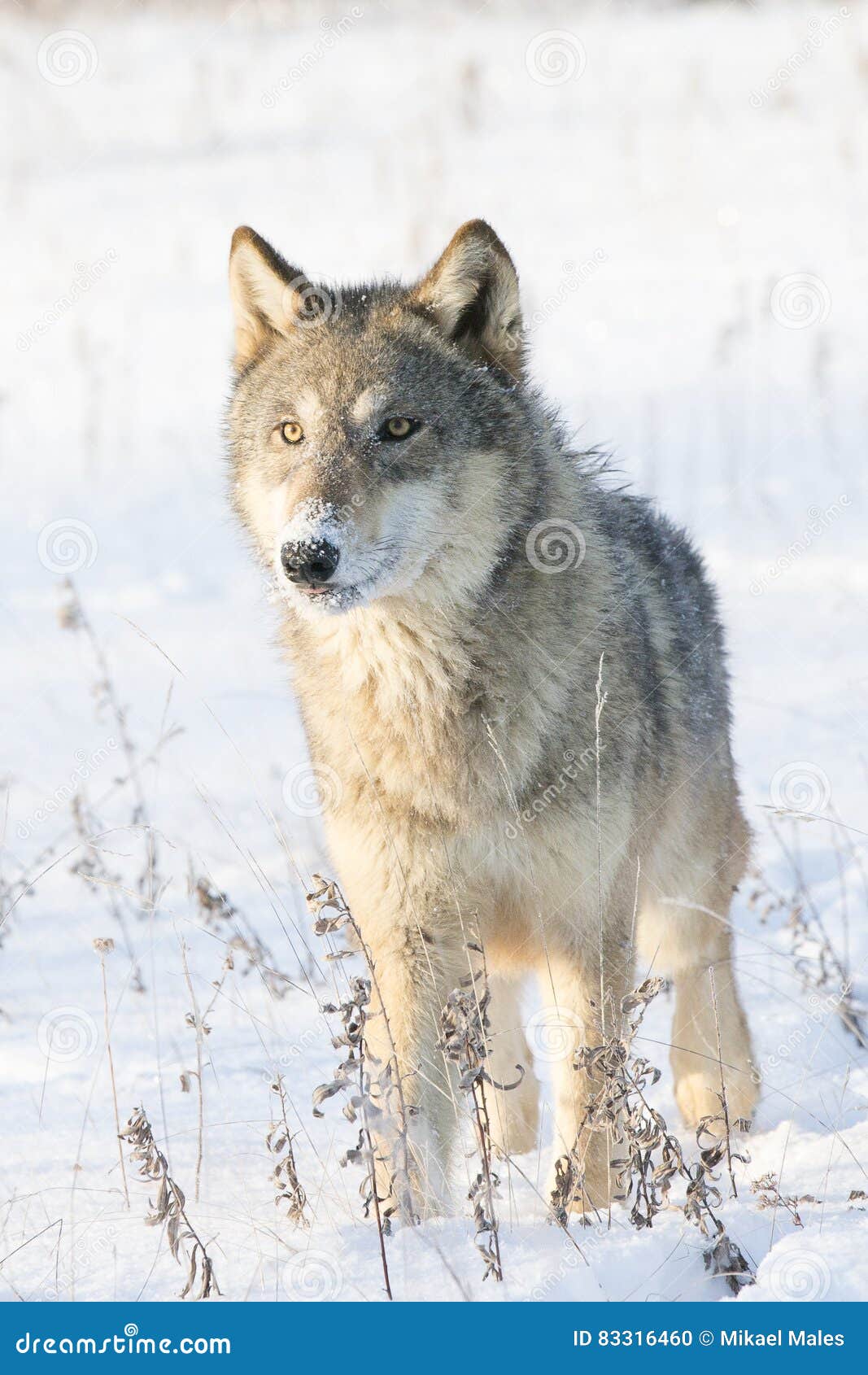 Female Timber Wolf Portrait Stock Photo - Image of guard, trees: 83316460