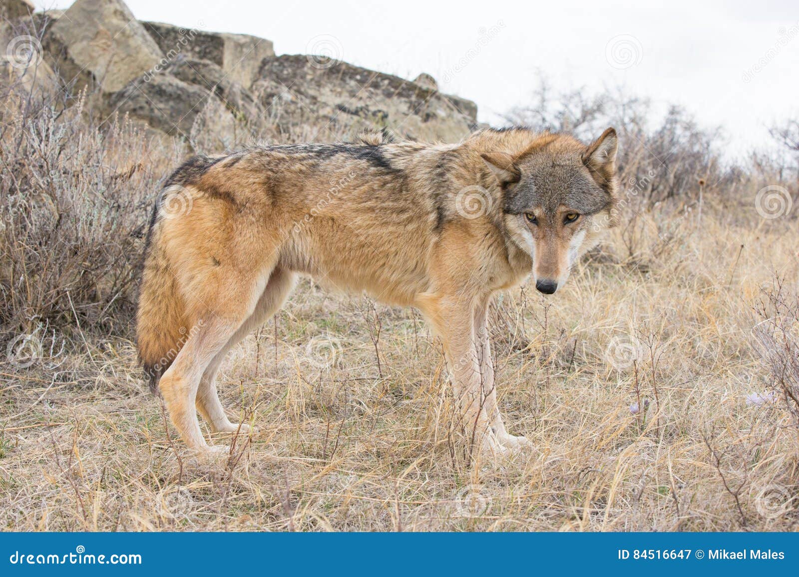 Female Timber Wolf in Prairie Grass Stock Image - Image of prairie ...