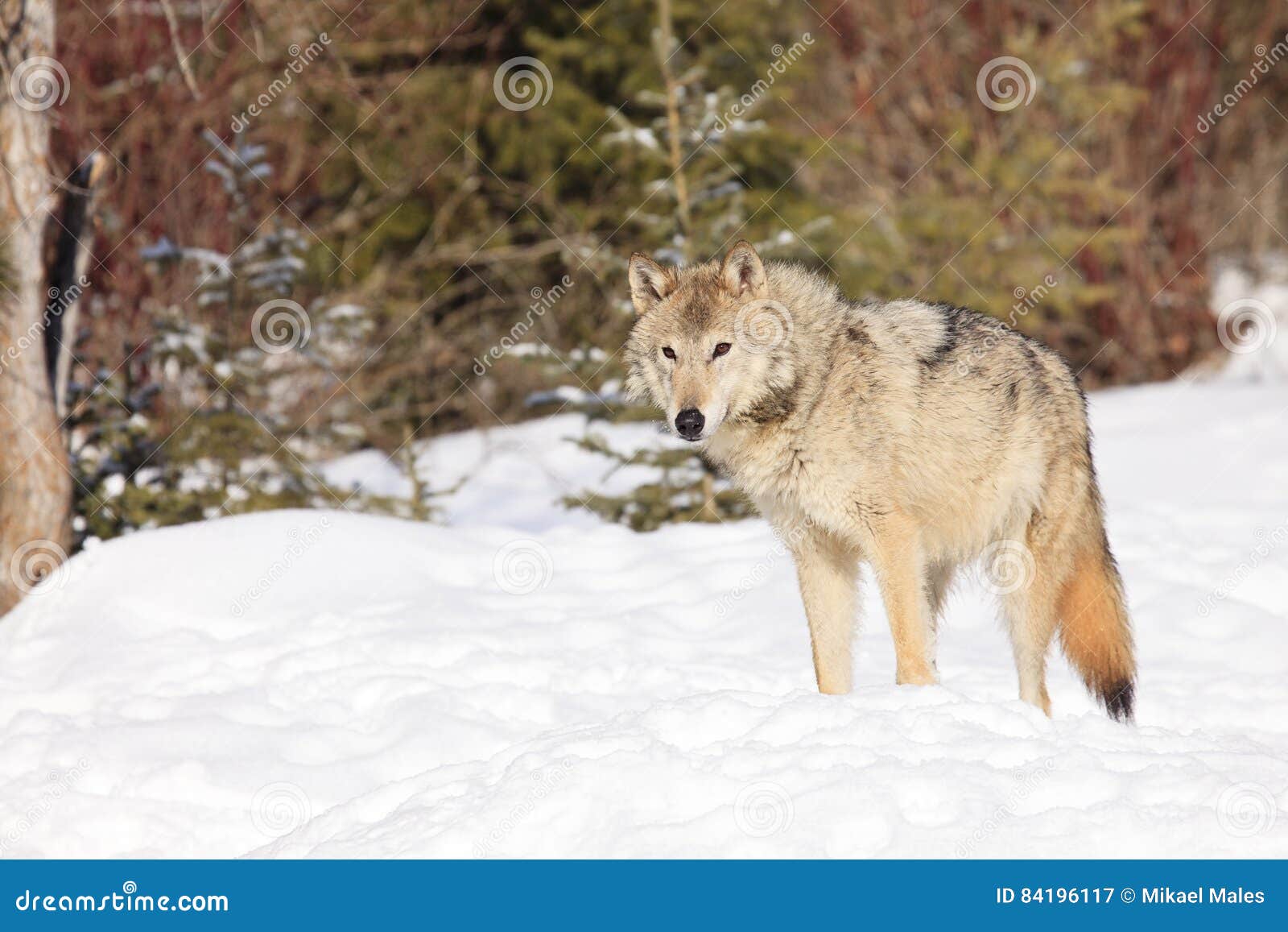 Female timber wolf stock image. Image of timber, grey - 84196117