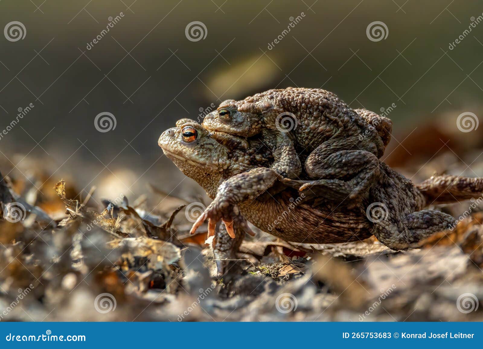 Female Toad Carrying a Male Toad during Toad Migration at a Sunny Day ...