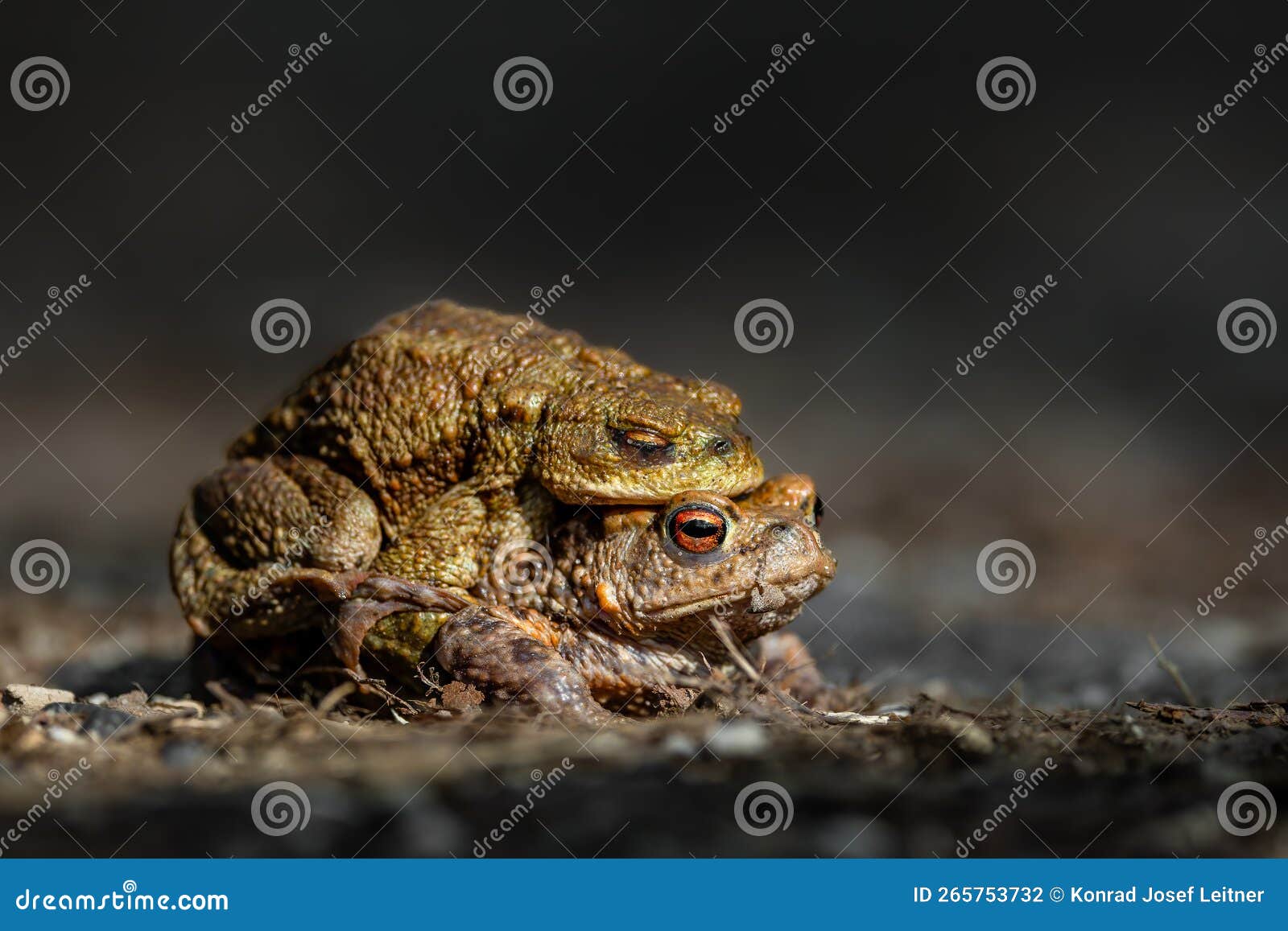 Female Toad Carrying a Male Toad during Toad Migration at a Sunny Day ...