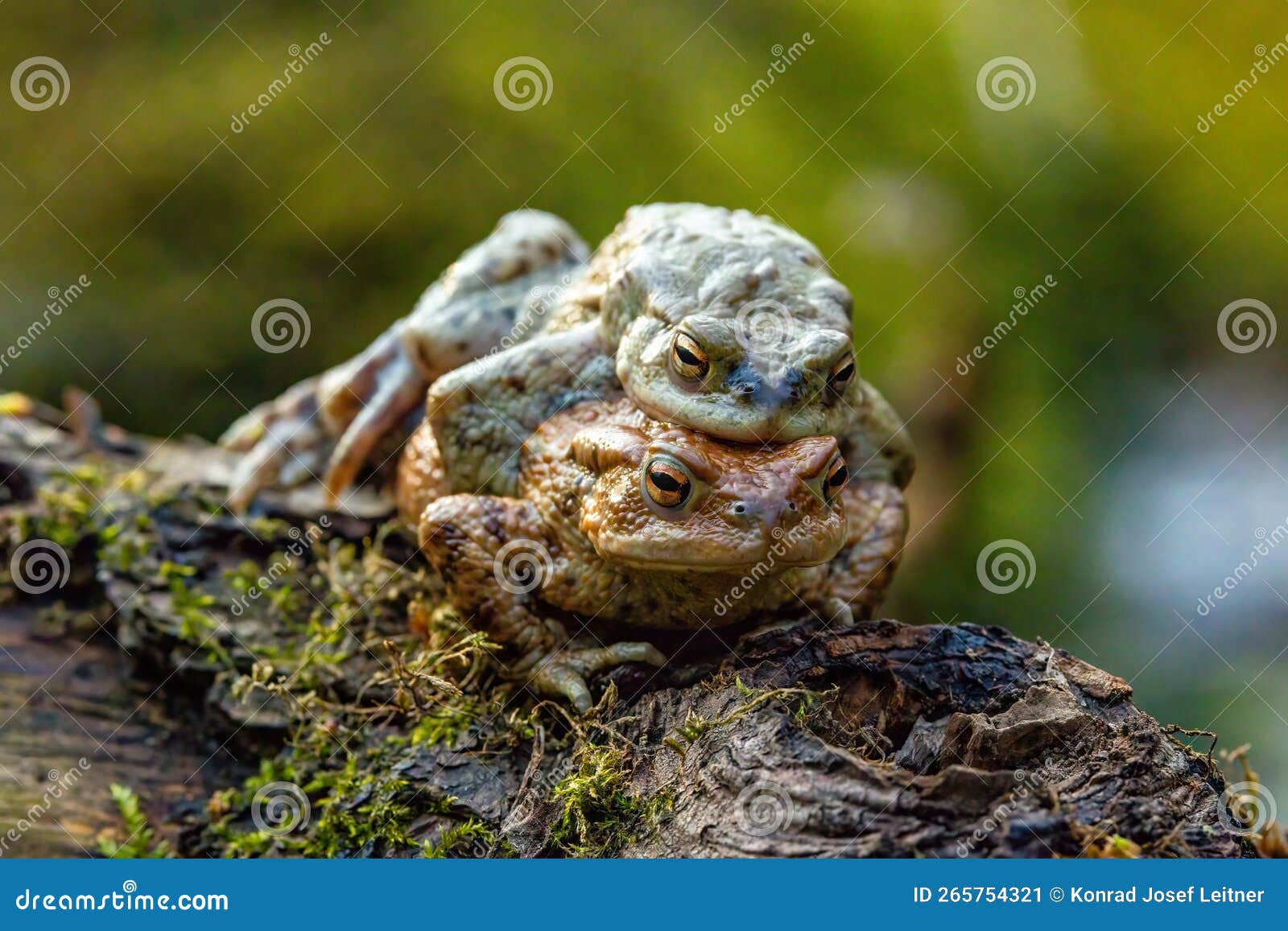 Female Toad Carrying a Male Toad during Toad Migration at a Sunny Day ...