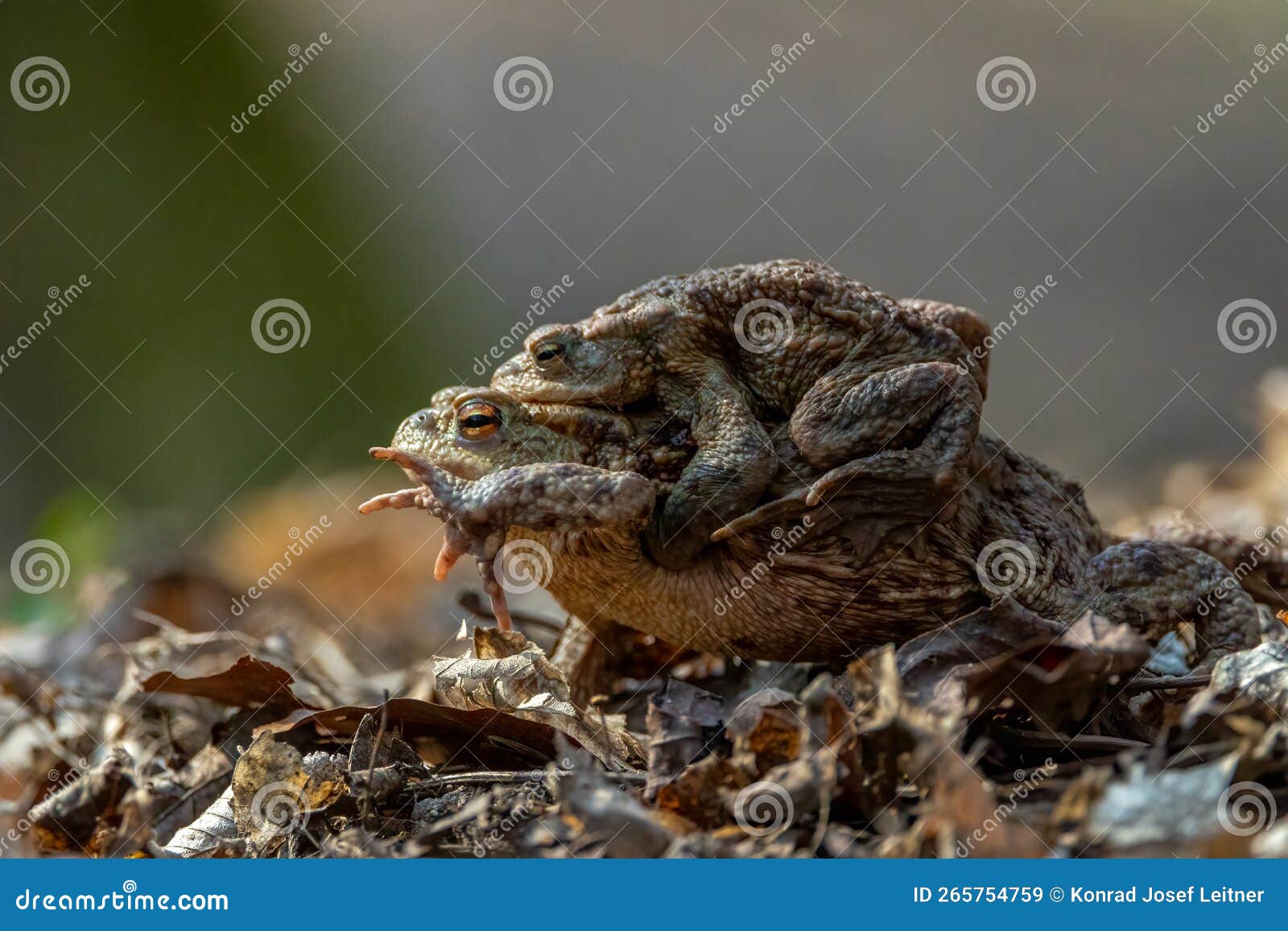 Female Toad Carrying a Male Toad during Toad Migration at a Sunny Day ...