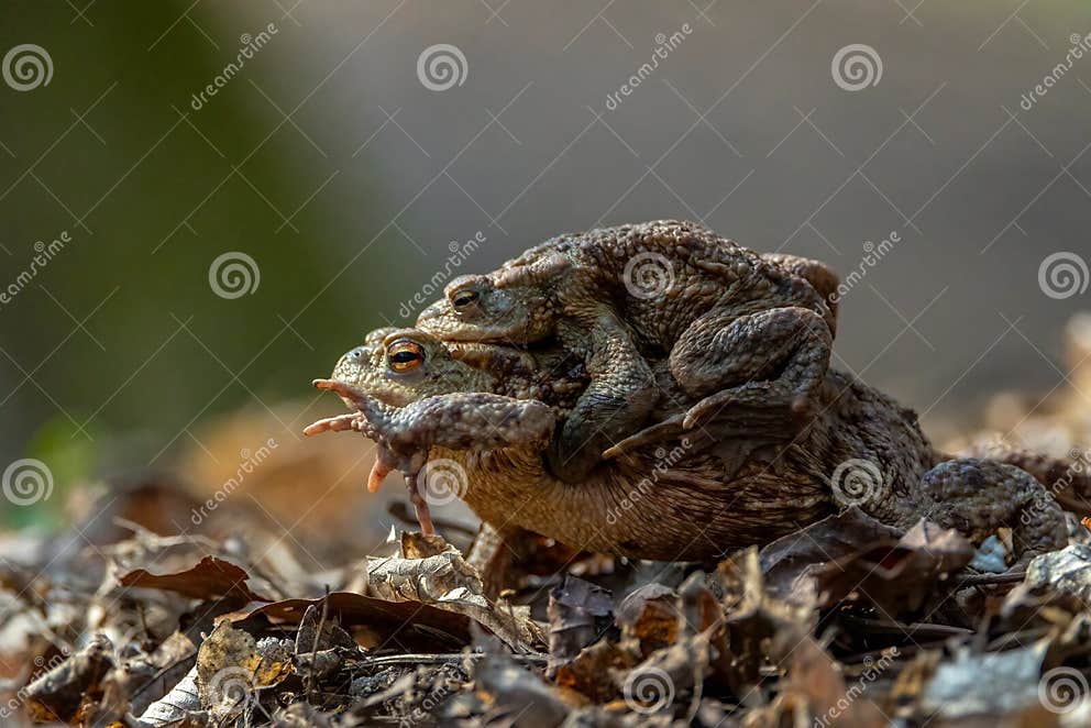 Female Toad Carrying a Male Toad during Toad Migration at a Sunny Day ...