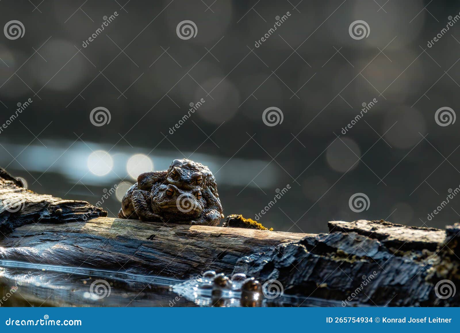 Female Toad Carrying a Male Toad during Toad Migration at a Sunny Day ...