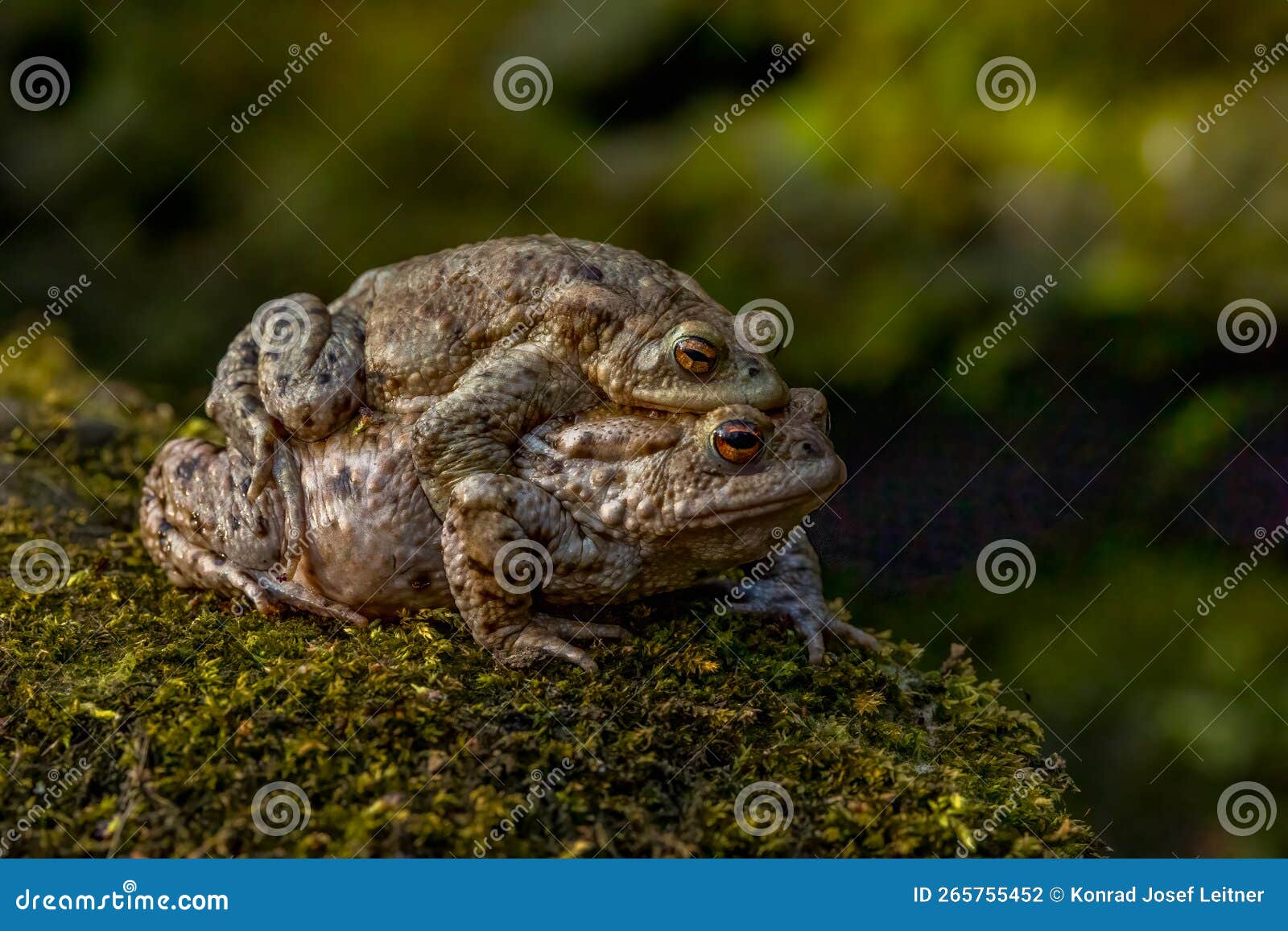 Female Toad Carrying a Male Toad during Toad Migration at a Sunny Day ...
