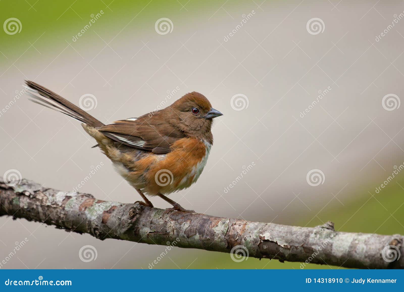 Female Towhee bird stock photo. Image of color, perch - 14318910