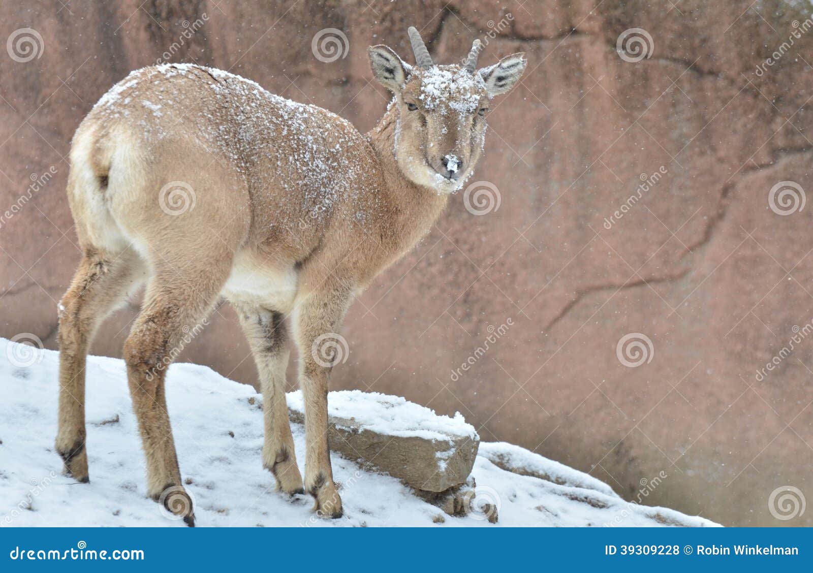 Transcaspian Urial (Ovis Orientalis Arkal). Stock Photography ...