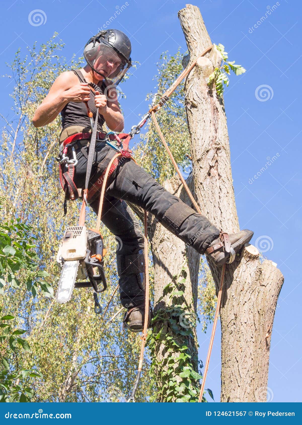 Using a chainsaw up a tree stock image. Image of chainsaw - 124621567