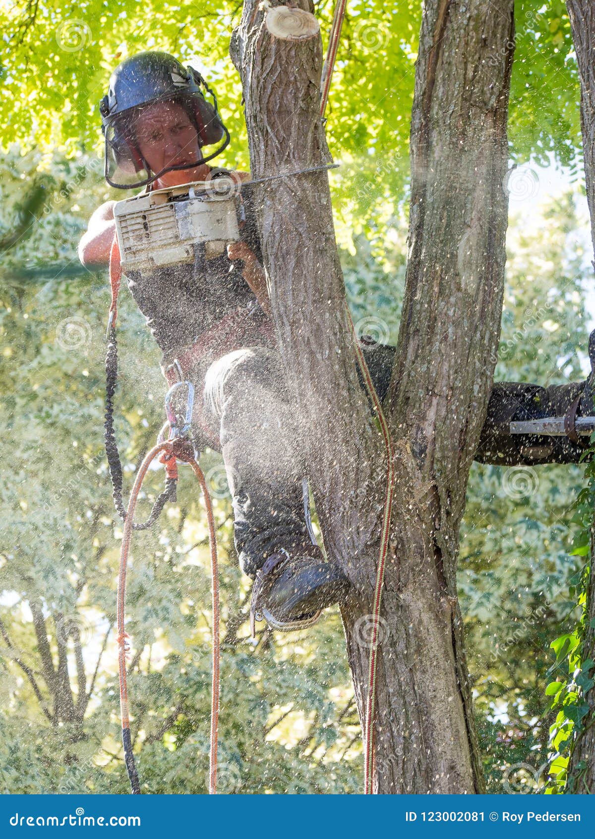 Female Tree Surgeon Working Stock Image - Image of female, outdoor ...