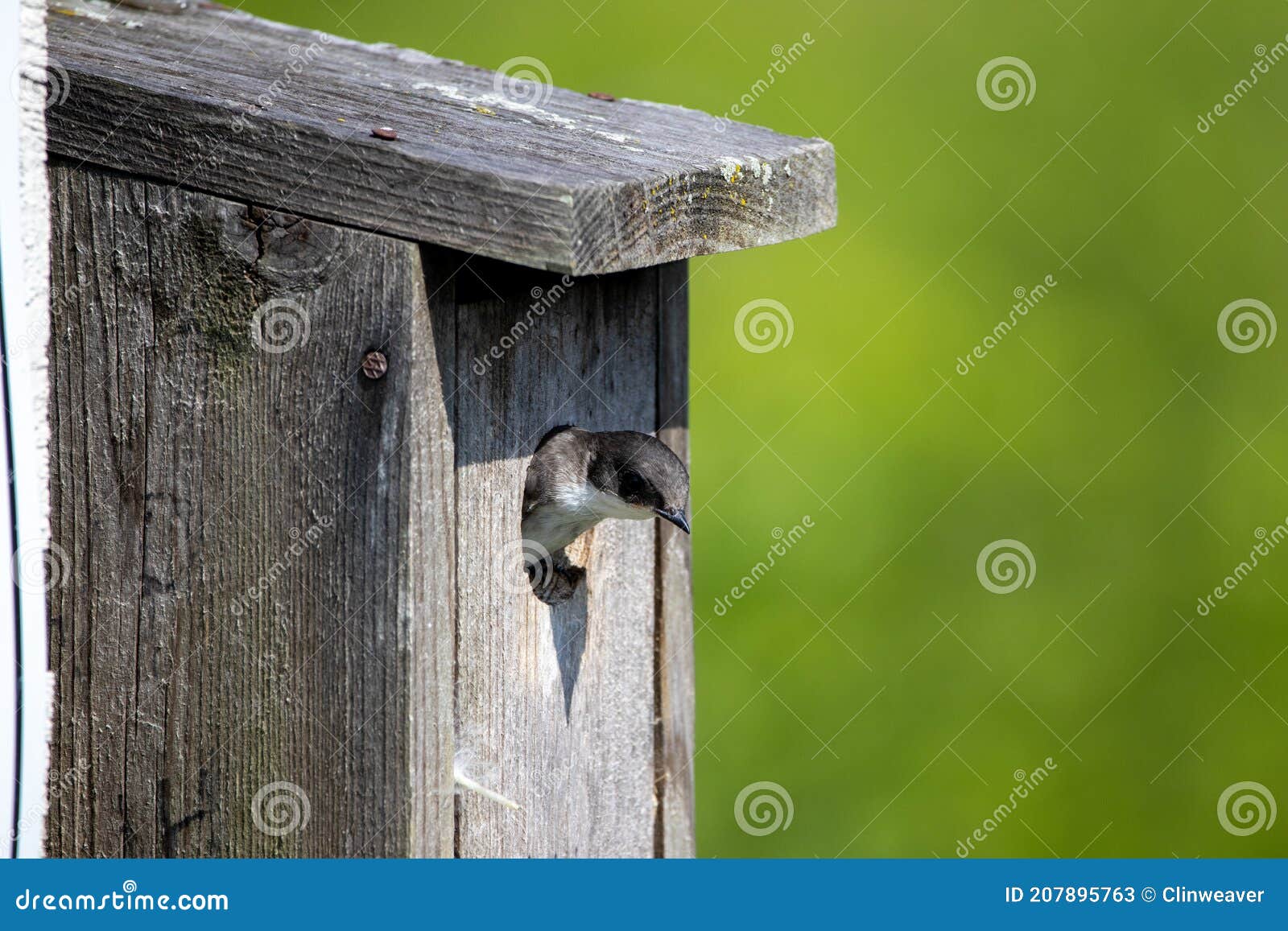 Tree Swallow in Nesting Box Stock Image - Image of ornithology, avian ...