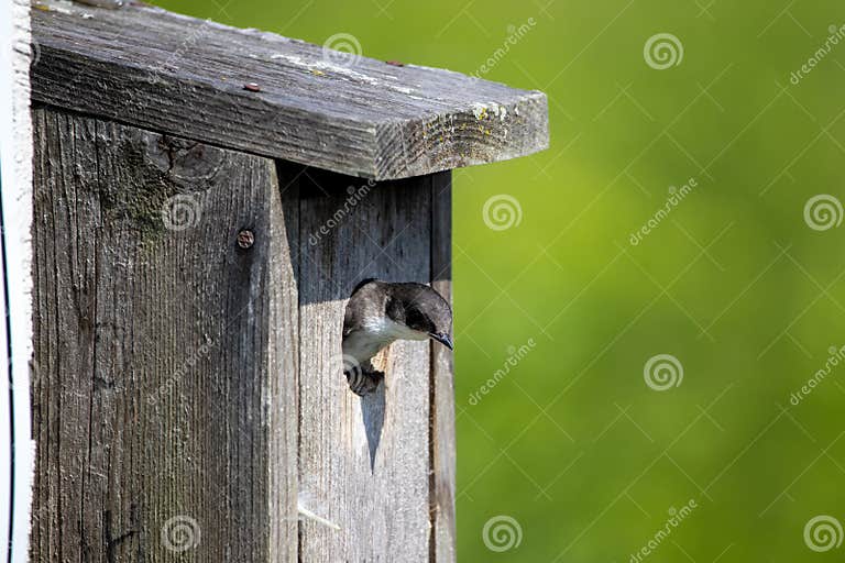 Tree Swallow in Nesting Box Stock Image - Image of ornithology, avian ...