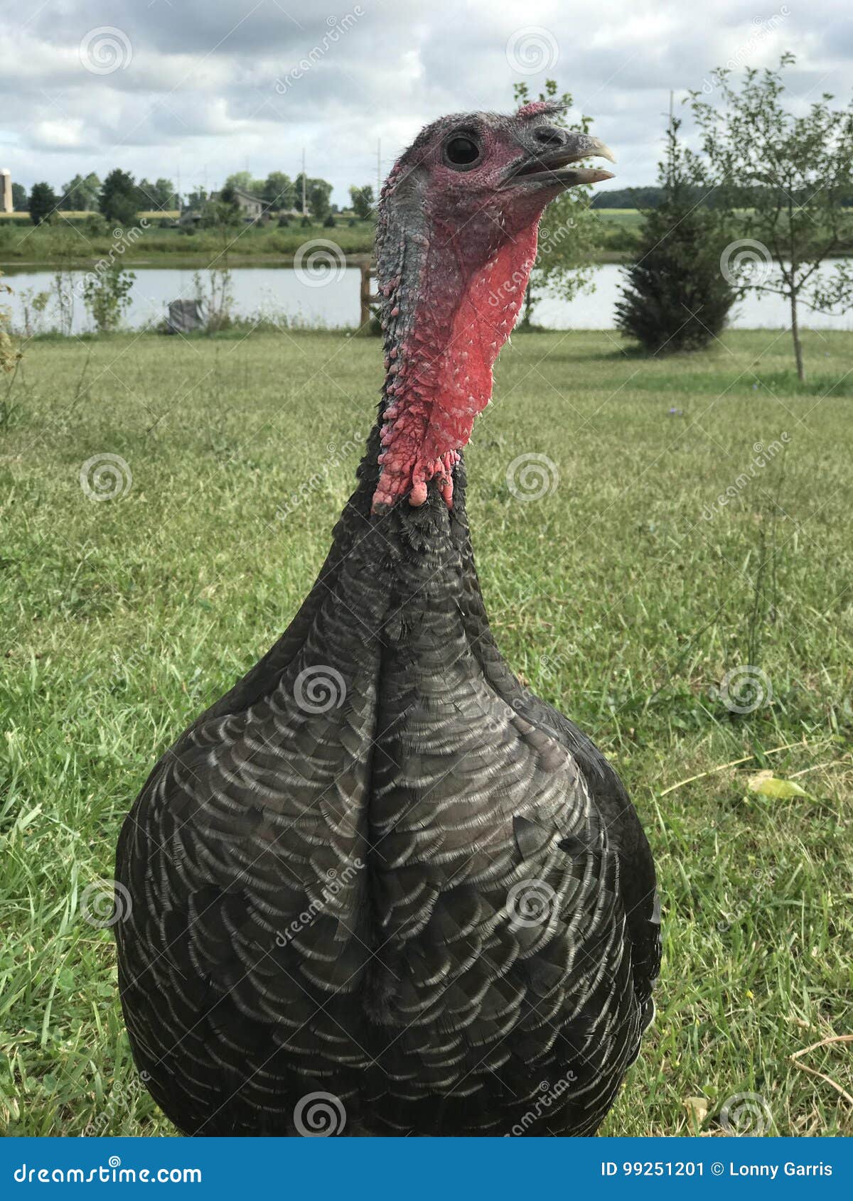 Female Turkey stock image. Image of organic, concept - 99251201