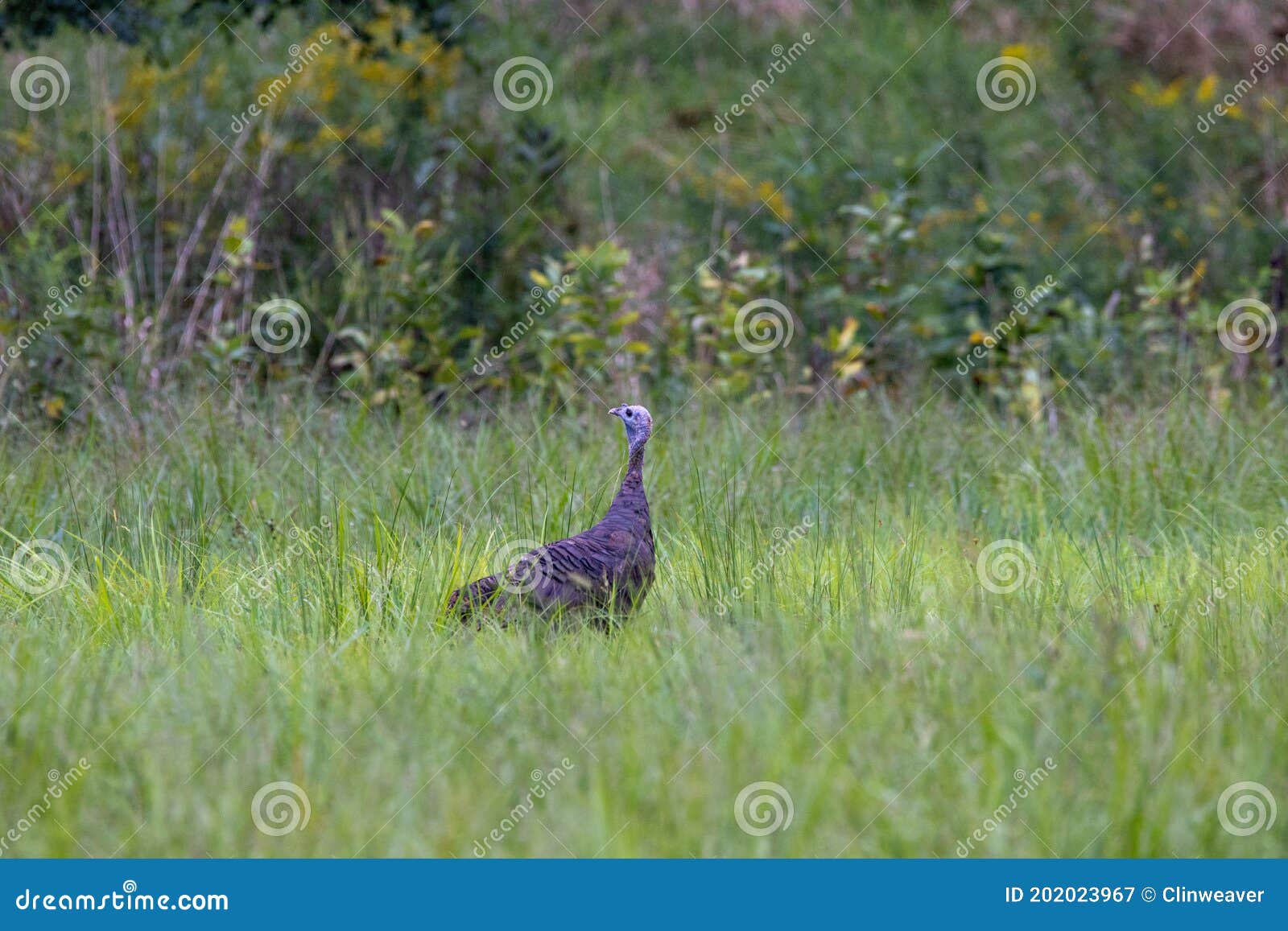 Female Turkey in the Grass stock image. Image of wildlife - 202023967