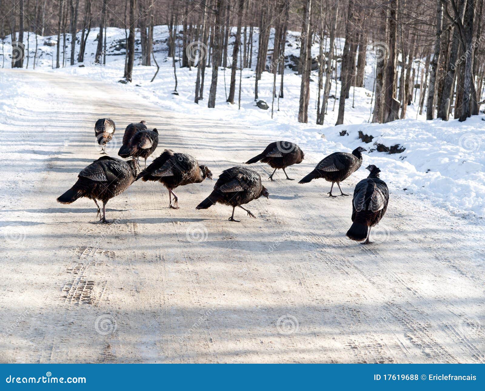 Female Turkey Group Crossing Stock Photo - Image of crossing, winter ...