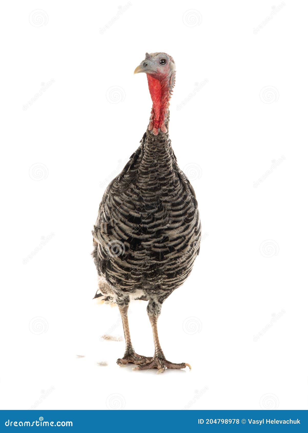 Female Turkey Isolated on White Stock Photo - Image of thanksgiving ...