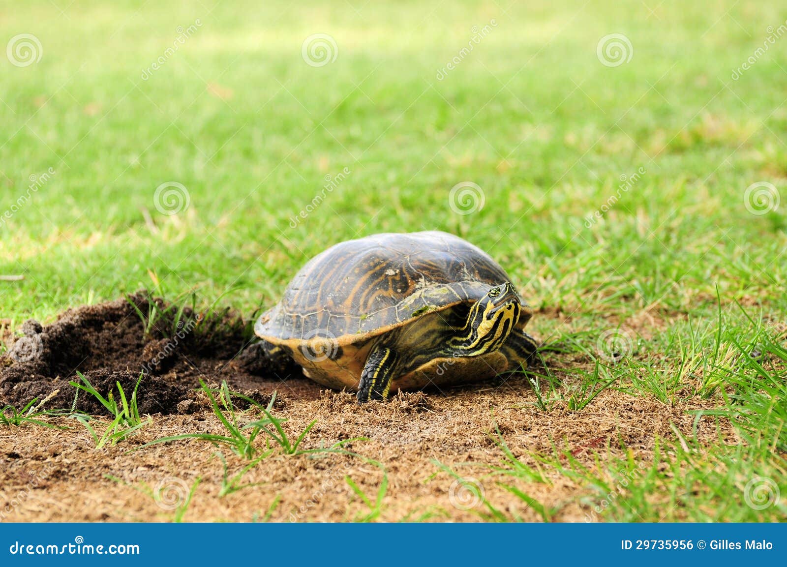 2,585 Female Turtle Stock Photos - Free & Royalty-Free Stock Photos ...