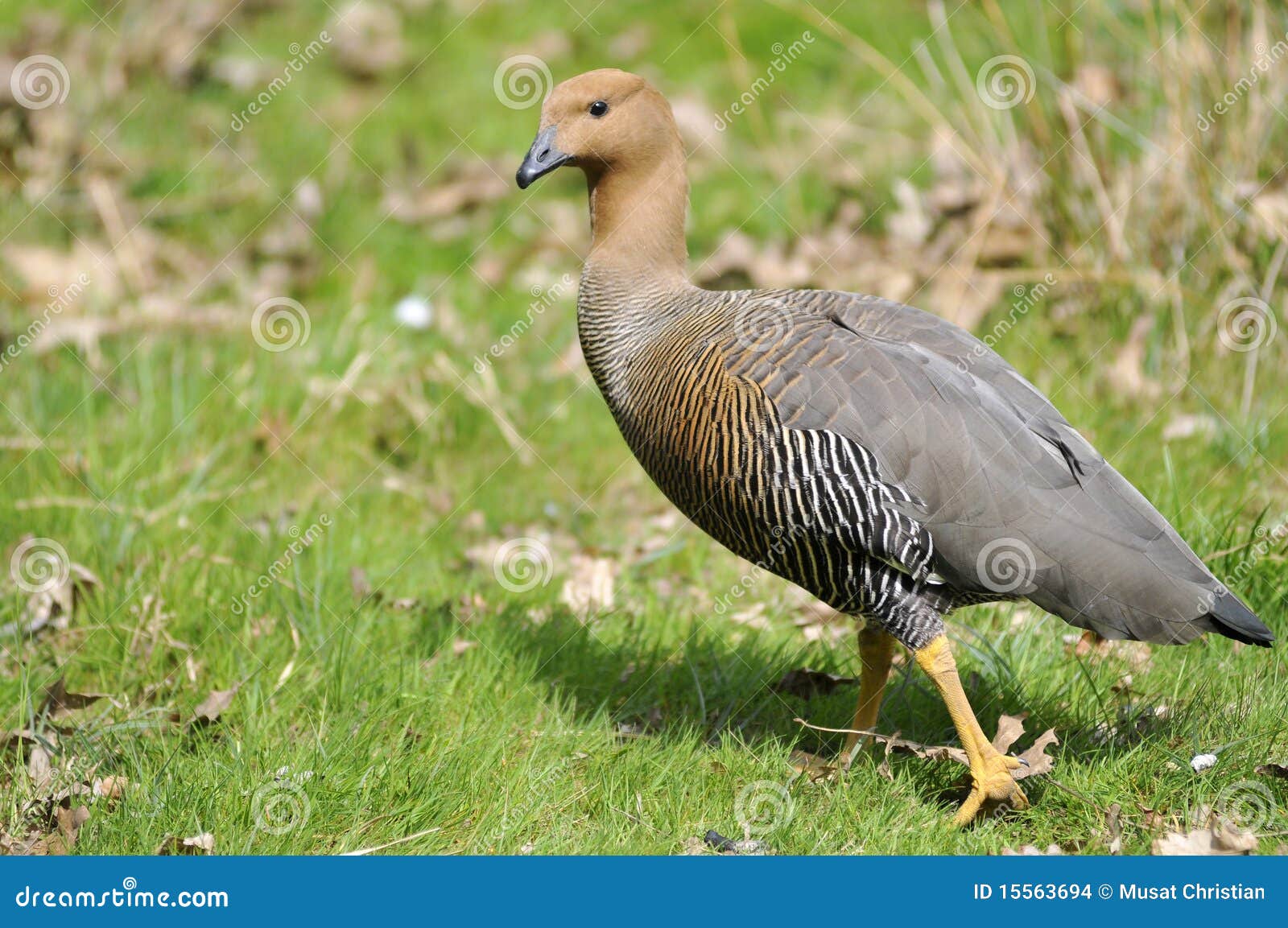 Female Uplan Goose Walking on Grass Stock Photo - Image of closeup ...