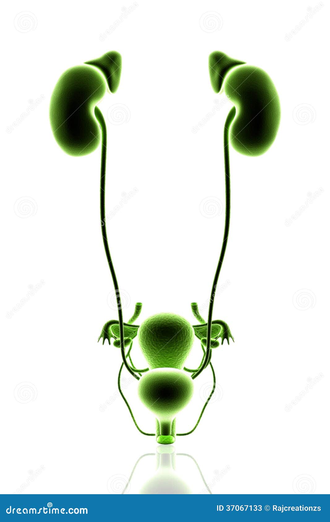 Female Urinary System stock illustration. Illustration of biology ...