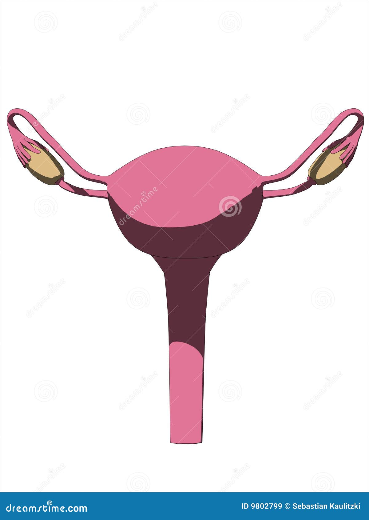 Female uterus stock vector. Illustration of myometrium - 9802799