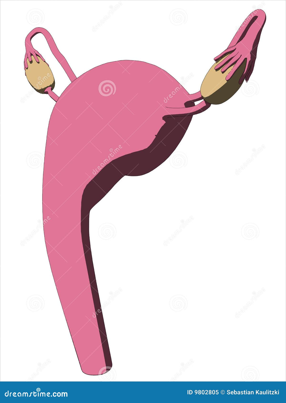 Female uterus stock vector. Illustration of drawing, endometrium - 9802805