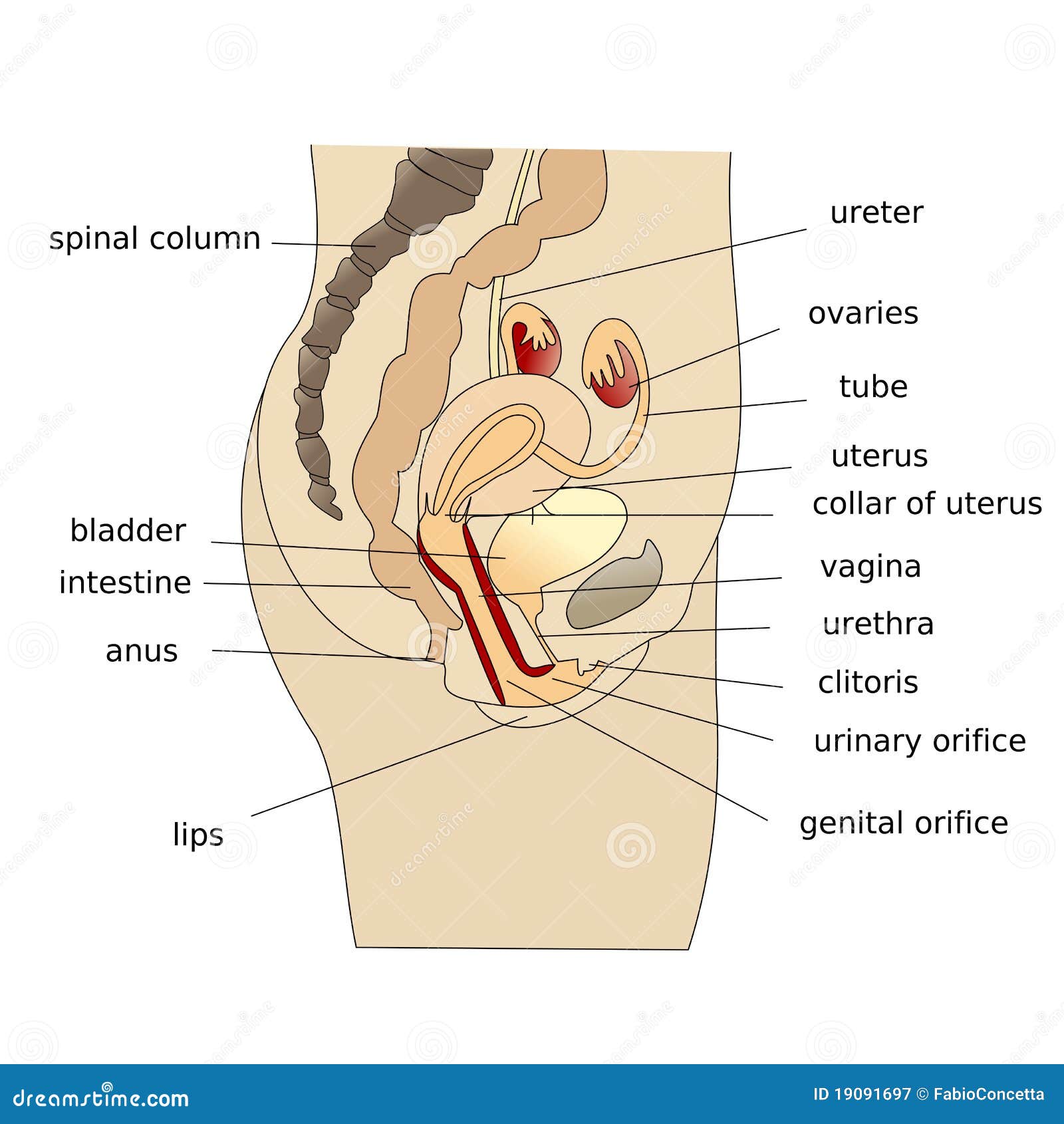 Endometrium Side View