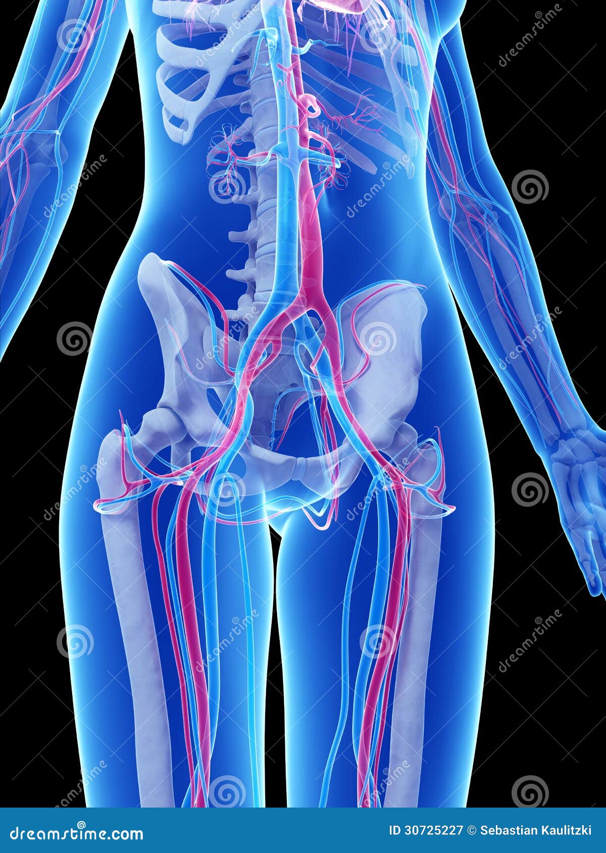 Female vascular system stock illustration. Illustration of anatomical ...