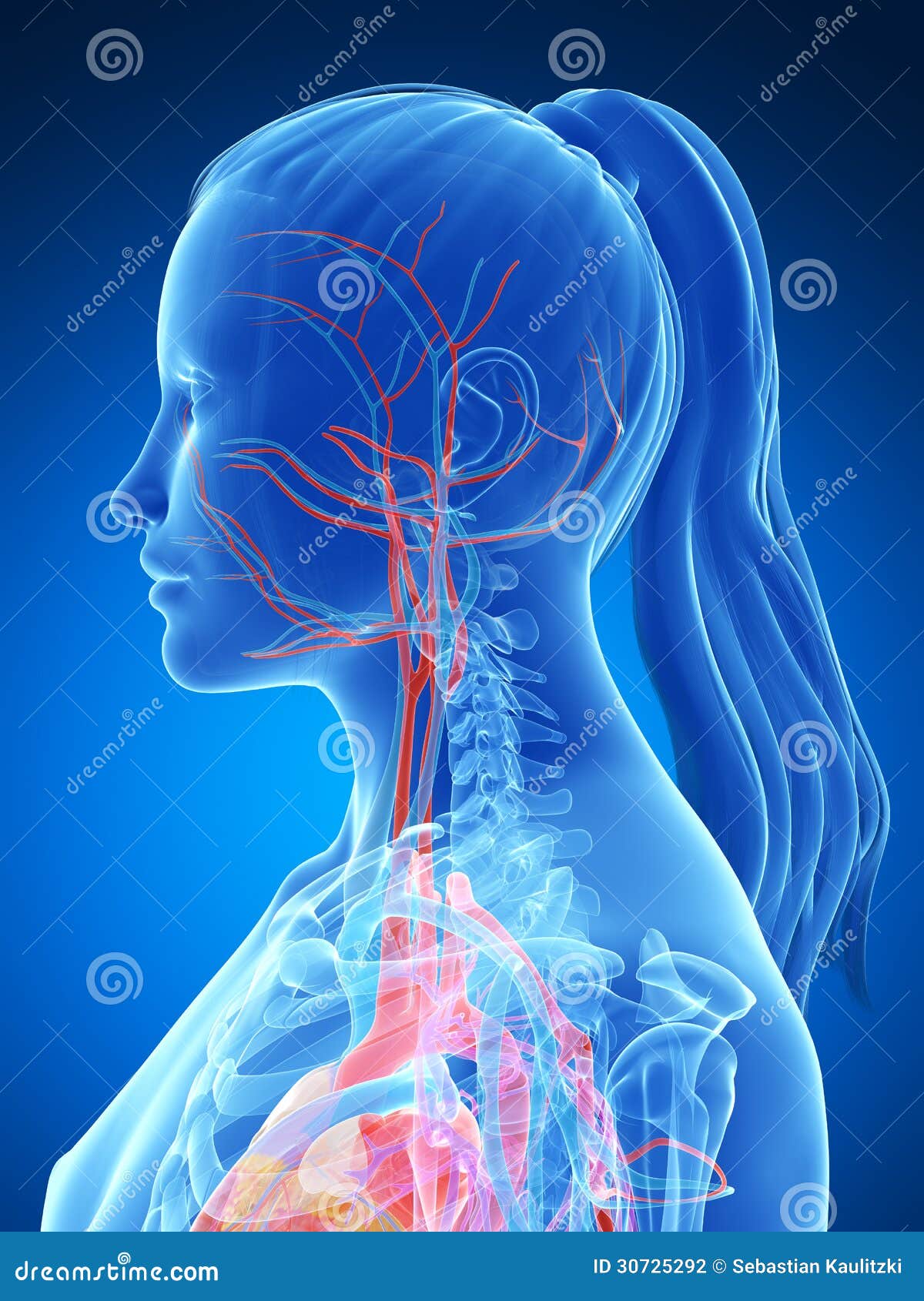 Female Vascular System Stock Illustration | CartoonDealer.com #12695104