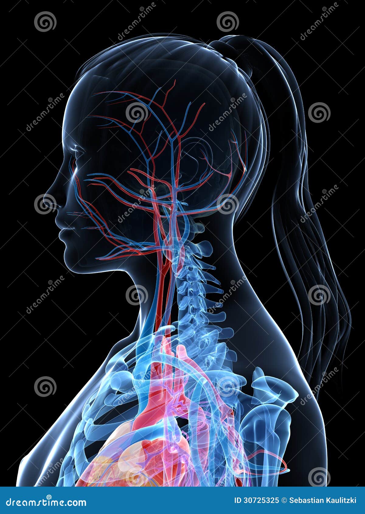 Female vascular system stock illustration. Illustration of biology ...