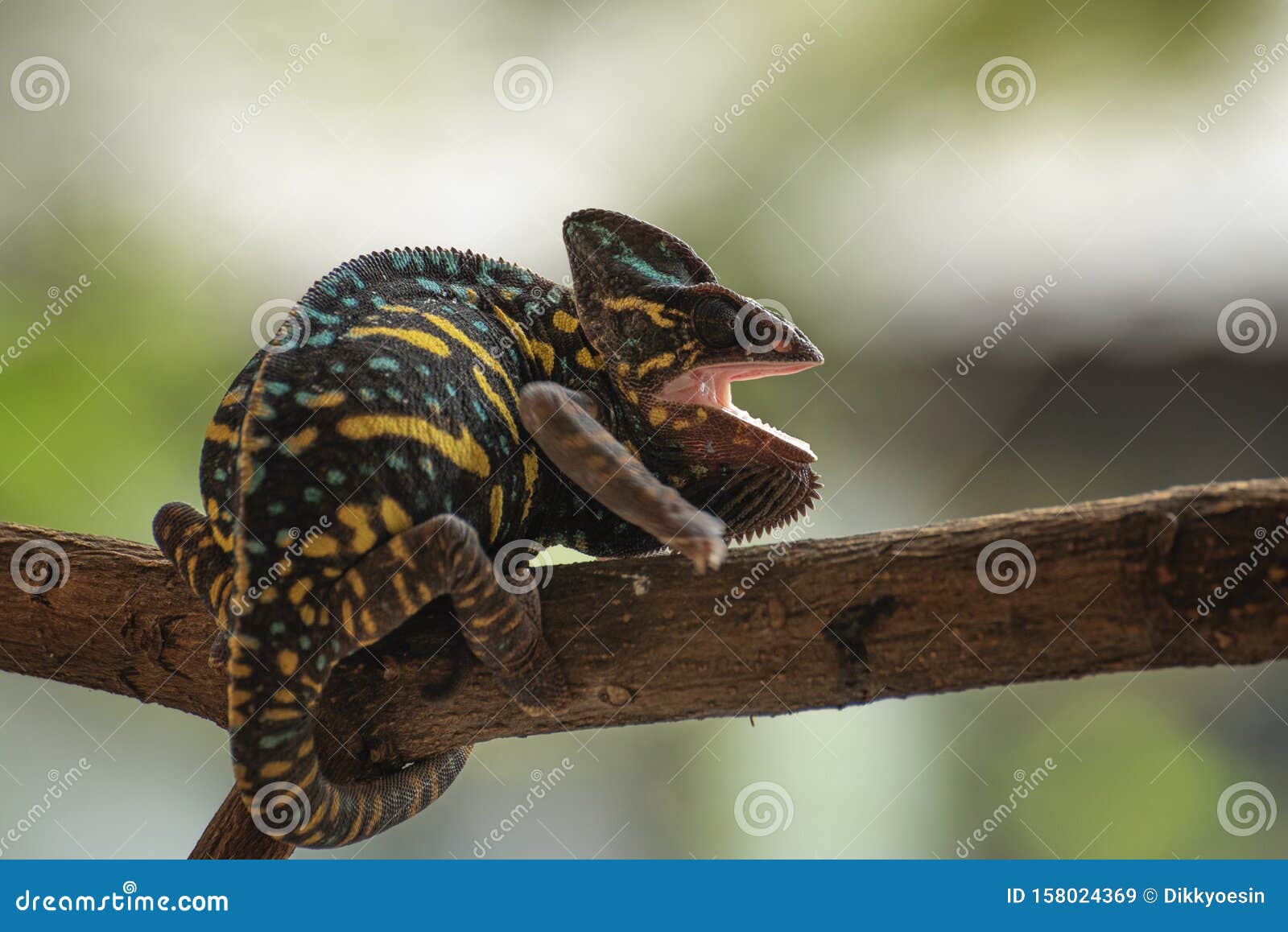 Female veiled chameleon stock image. Image of yellow - 158024369