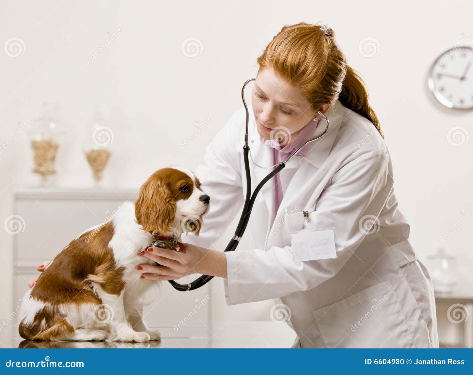 Female vet cares for dog stock photo. Image of adult, length - 6604980