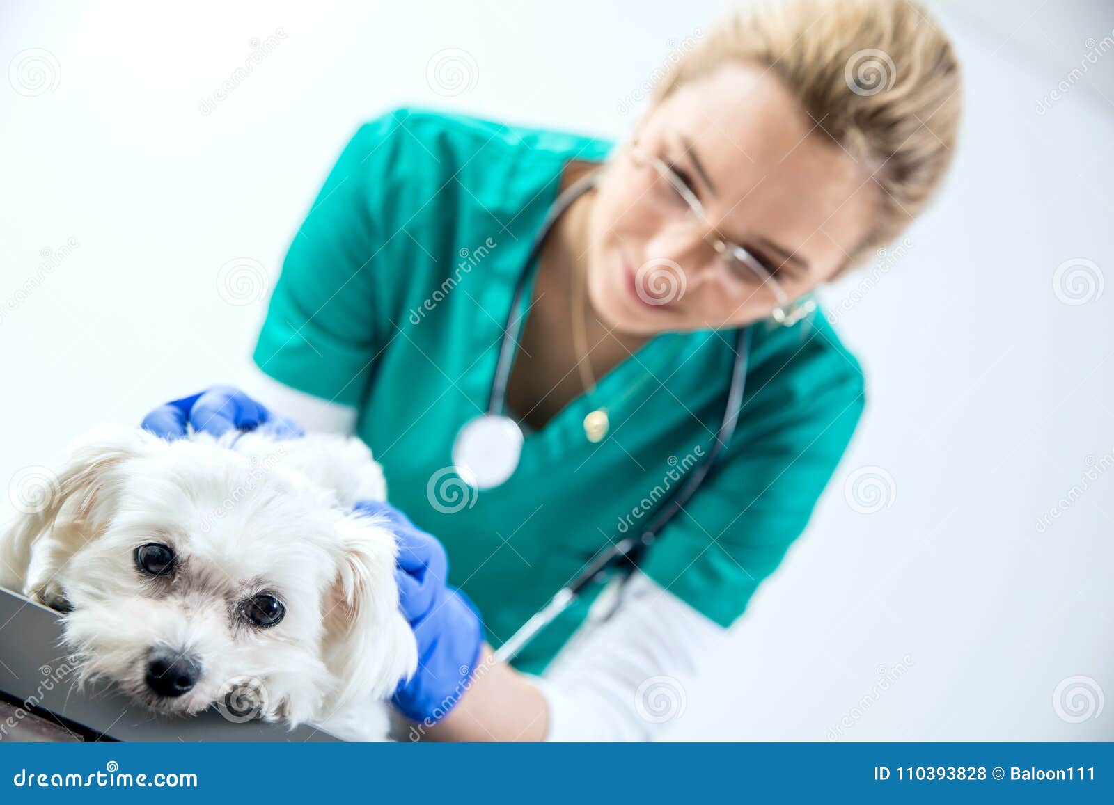 Female vet stock photo. Image of stethoscope, happy - 110393828