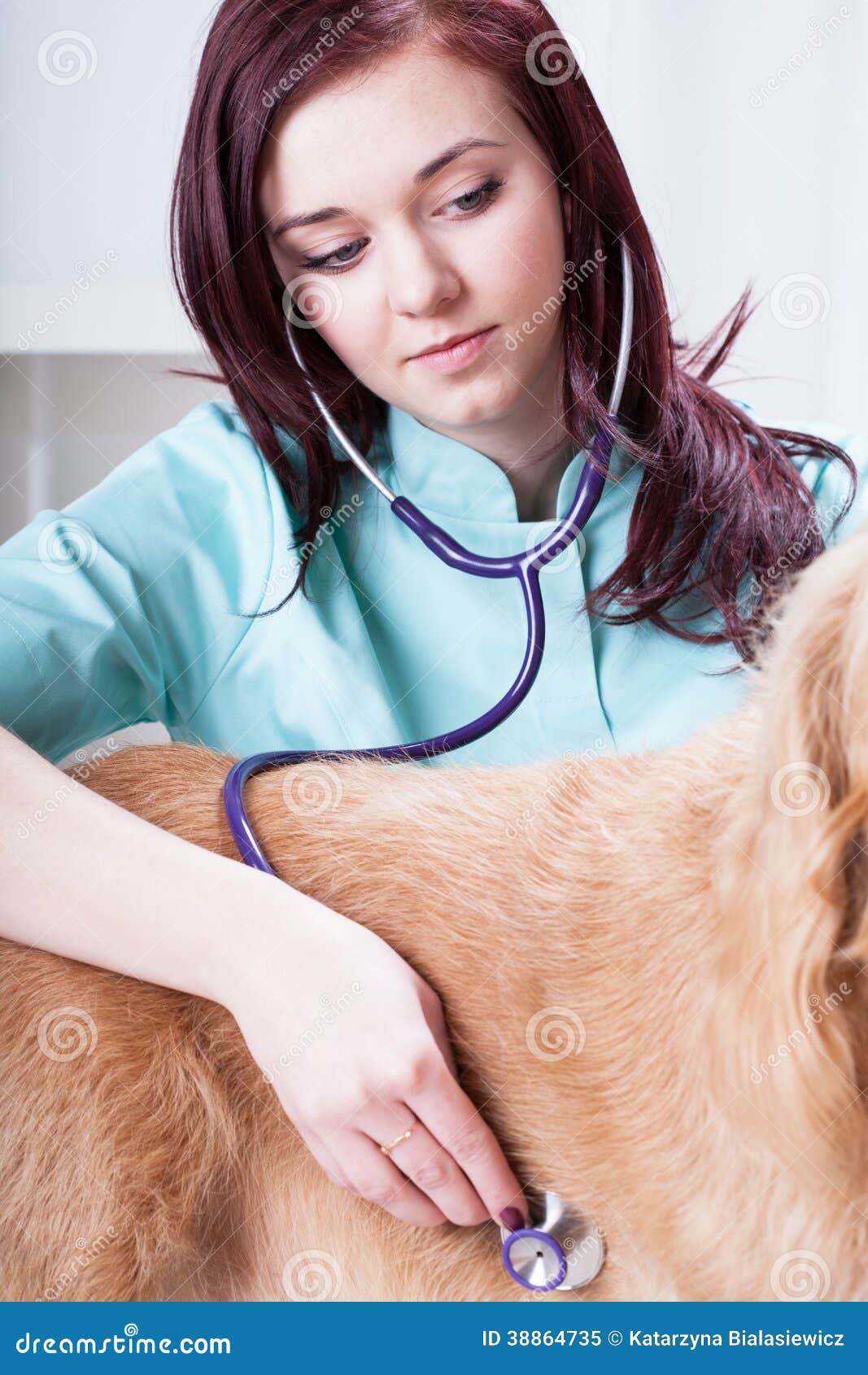 Female vet examining dog stock image. Image of female - 38864735