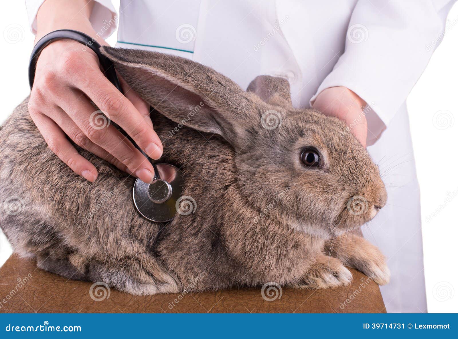 A Female Vet Holding a Rabbit Stock Image - Image of female, health ...