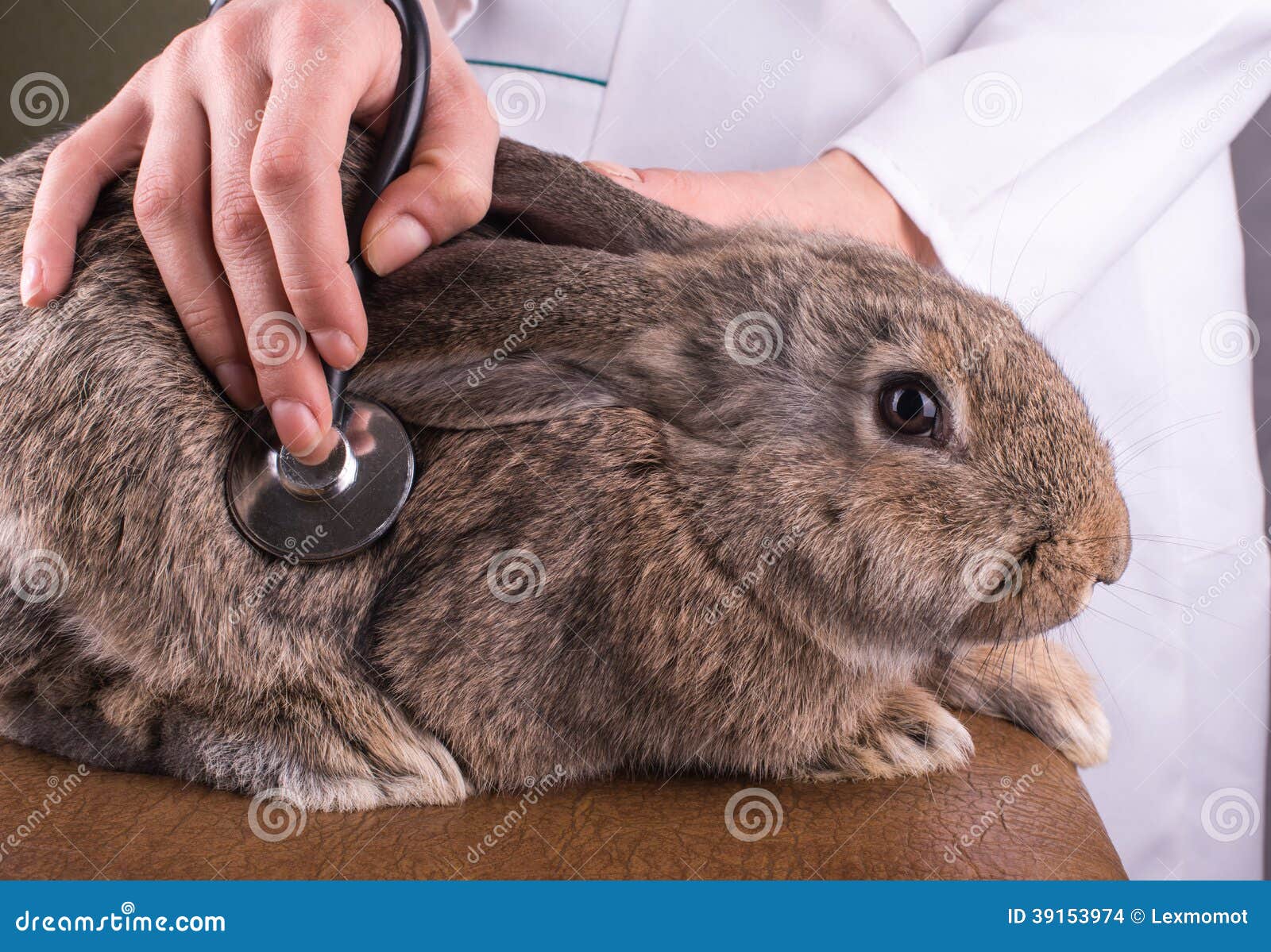 A Female Vet Holding a Rabbit Stock Photo - Image of professional ...