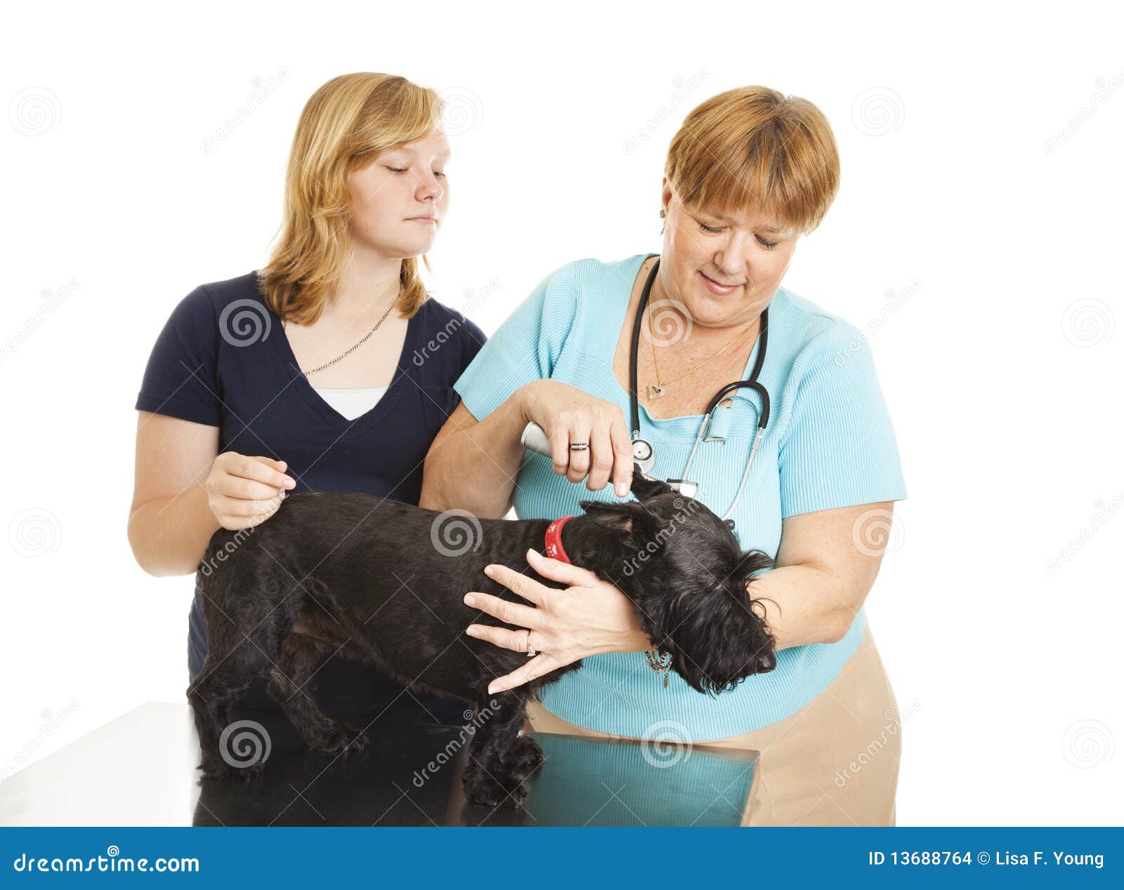 Female Vet Treats Patient stock photo. Image of patient - 13688764