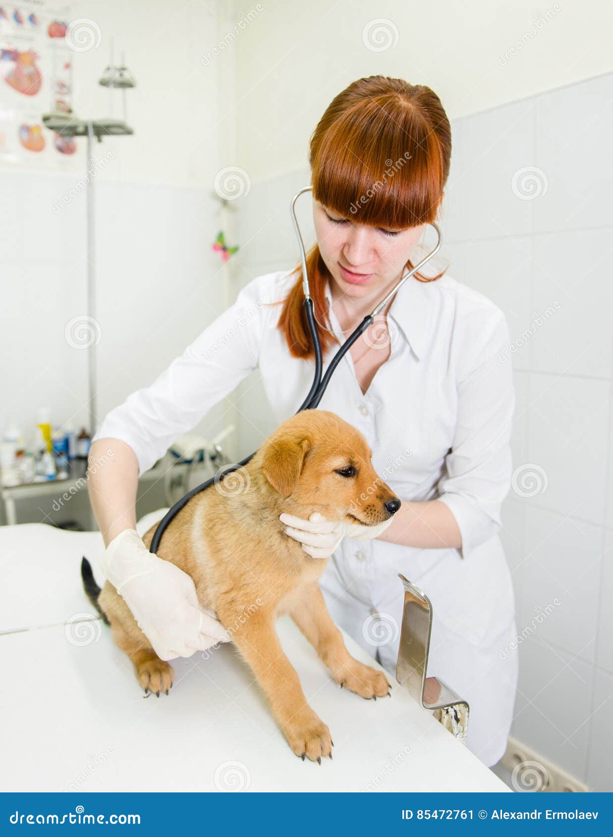 Female Veterinarian Examining a Puppy Dog Stock Image - Image of ... Female Veterinarian Examining a Puppy Dog Stock Image - Image of ...