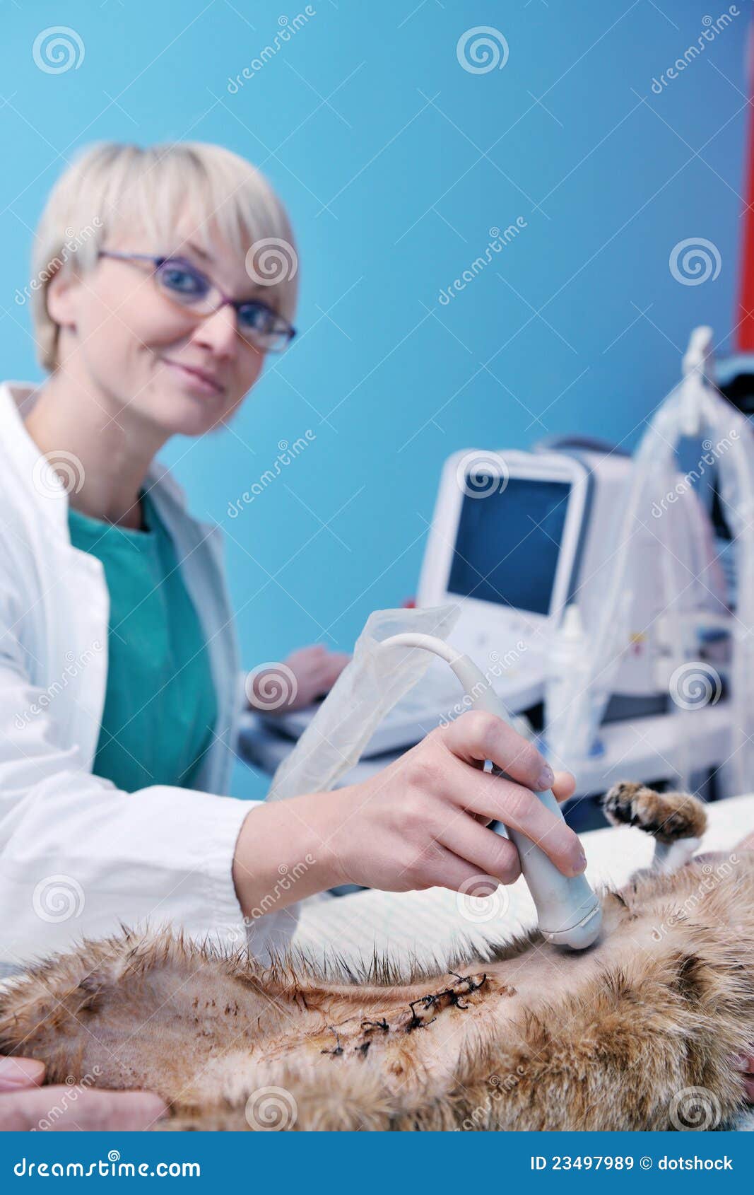 Female veterinary stock image. Image of people, healthy - 23497989
