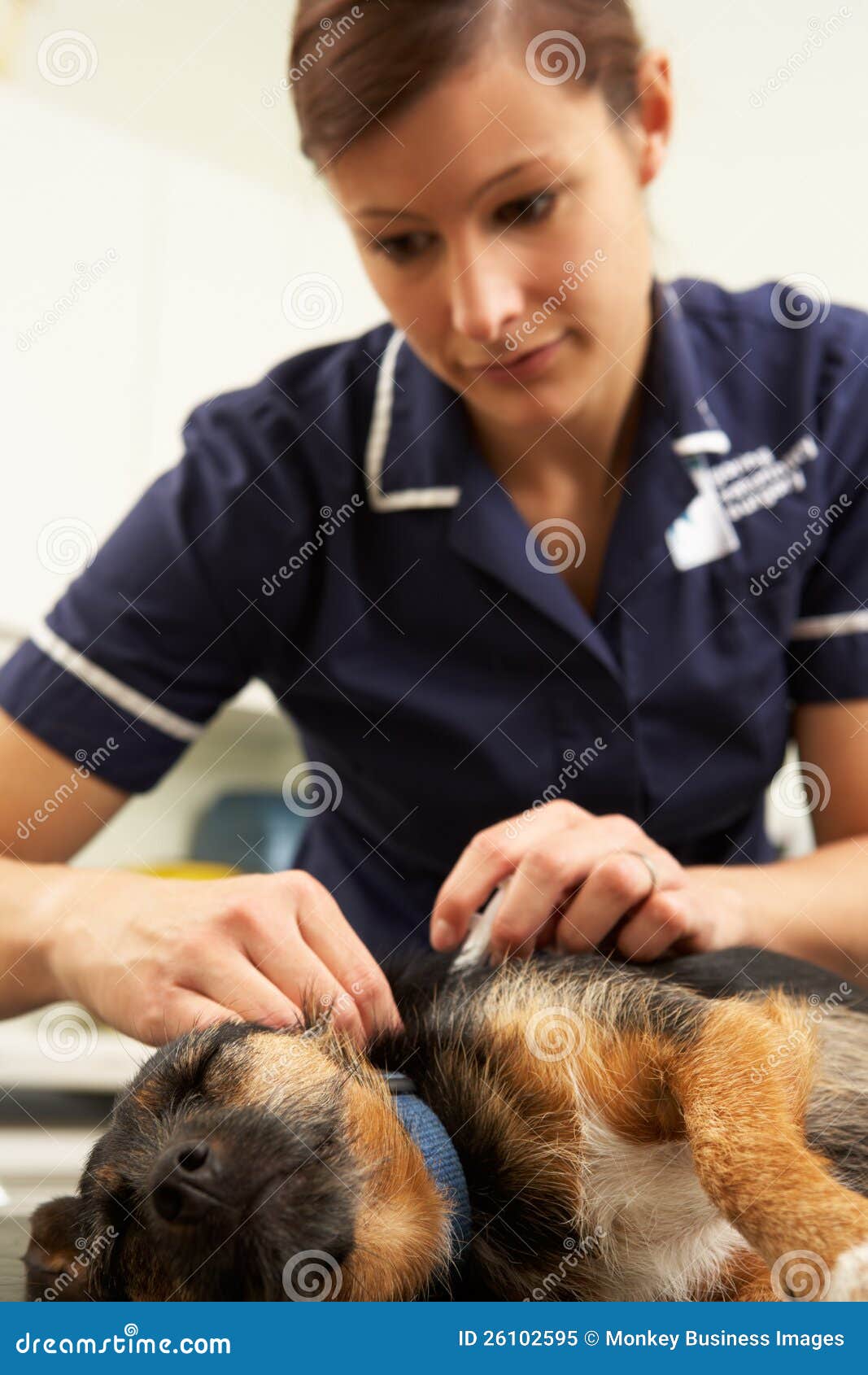 Female Veterinary Surgeon Examining Dog Stock Image - Image of ...